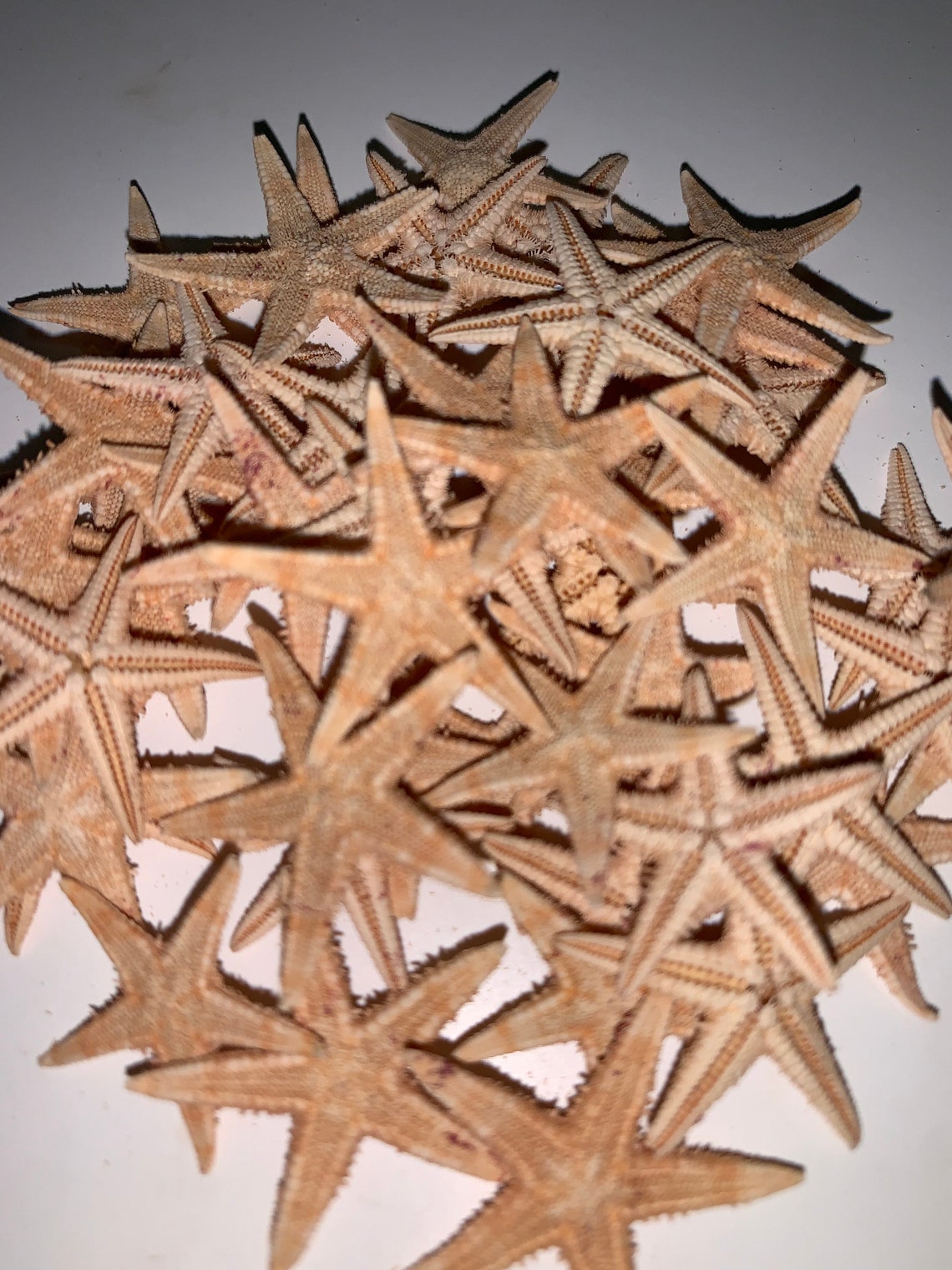 50 Small Starfish for Crafting or Decorating 1/23/4beach - Etsy