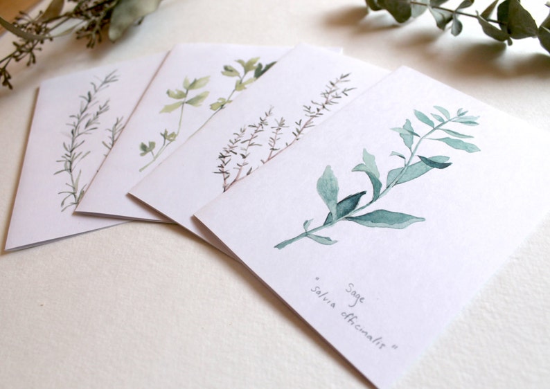 Garden Herb Notecards - Set of 4 Watercolor Herbs: Parsley, Sage ...