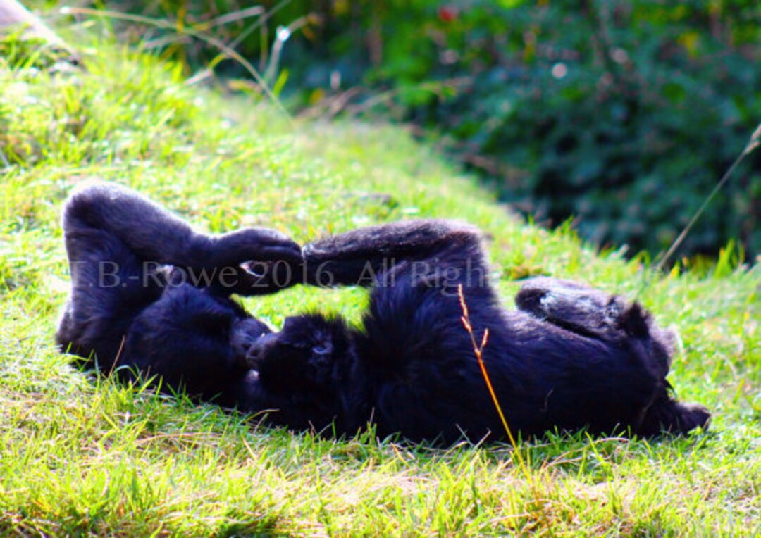 Primates, Primate Art Print, Monkey Art, Monkey Decor, Kids Decor, Kids ...