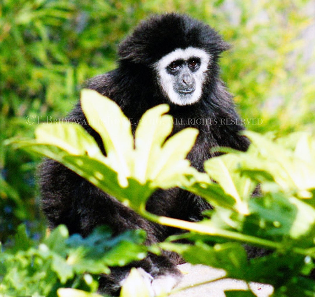 Primates, Primate Art Print, Monkey Art, Monkey Decor, Kids Decor, Kids ...
