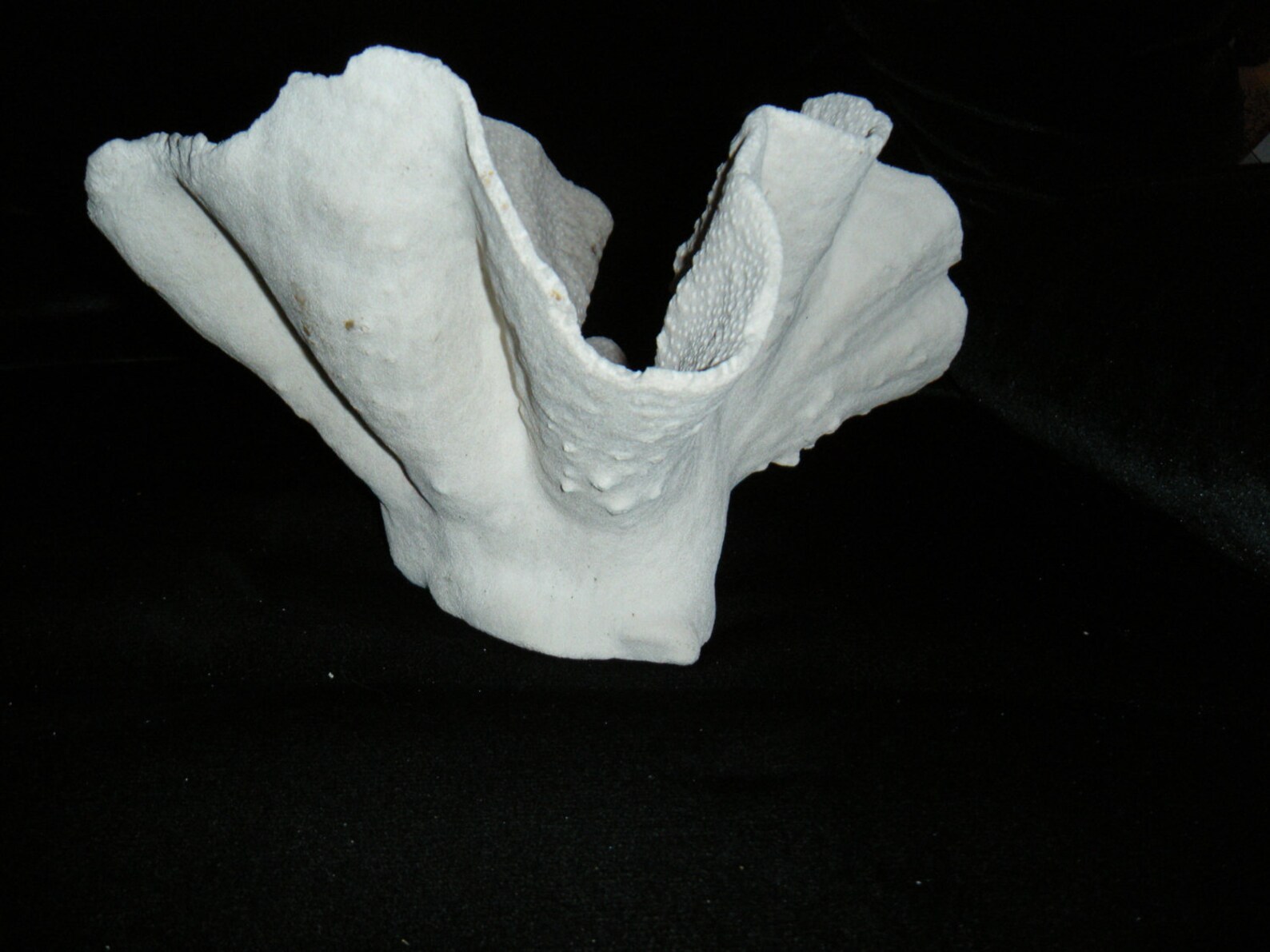 Fan Sponge Seashell Coral - Etsy