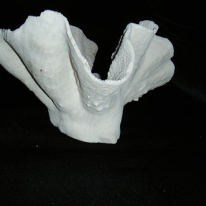 Fan Sponge Seashell Coral - Etsy