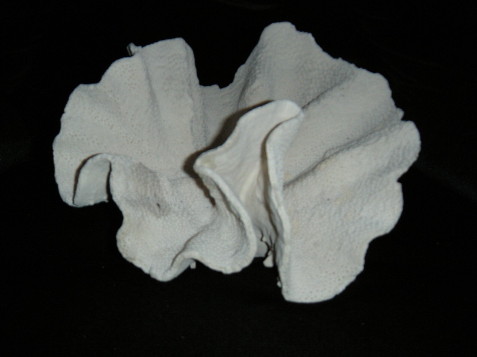 Fan Sponge Seashell Coral - Etsy