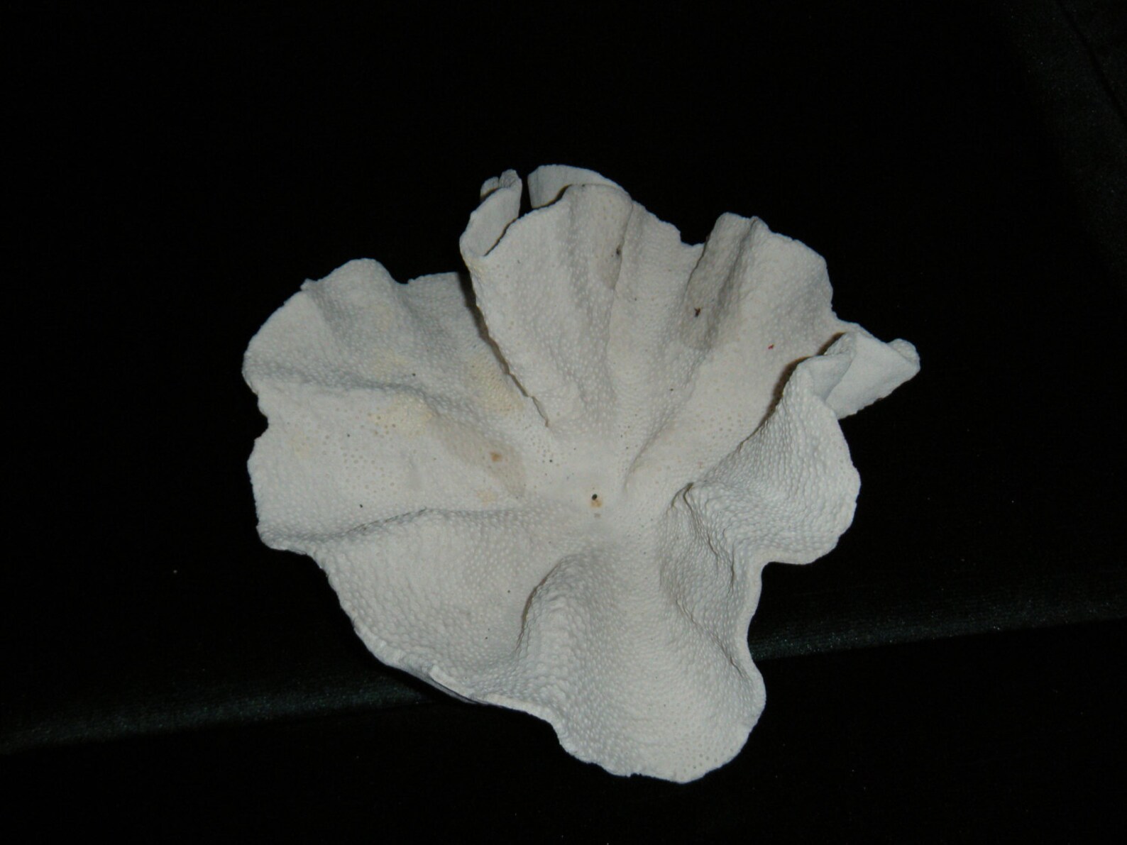 Fan Sponge Seashell Coral - Etsy