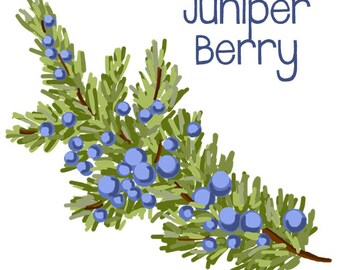 Juniper Berry Art - Etsy