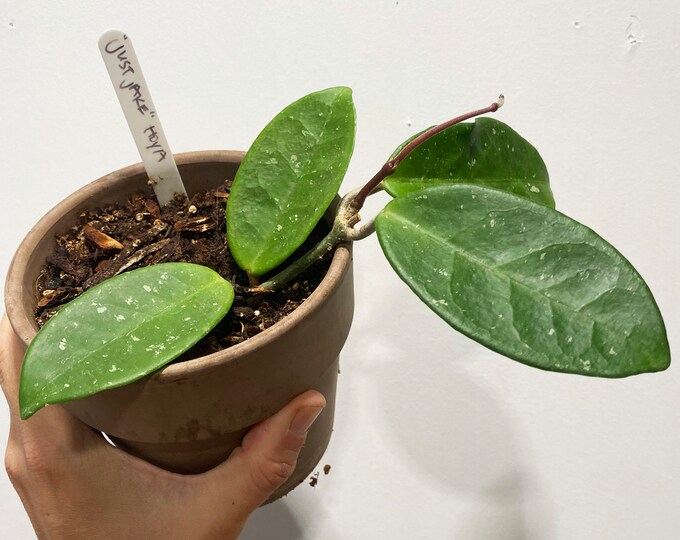 Hoya Just Jake (ships Bare Root in Moss, Terracotta Pot Not Included ...
