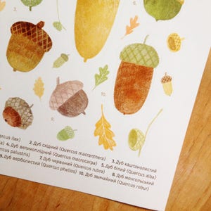 Acorn Stickers Nature Stickers Forest Stickers Planner Stickers Oak ...