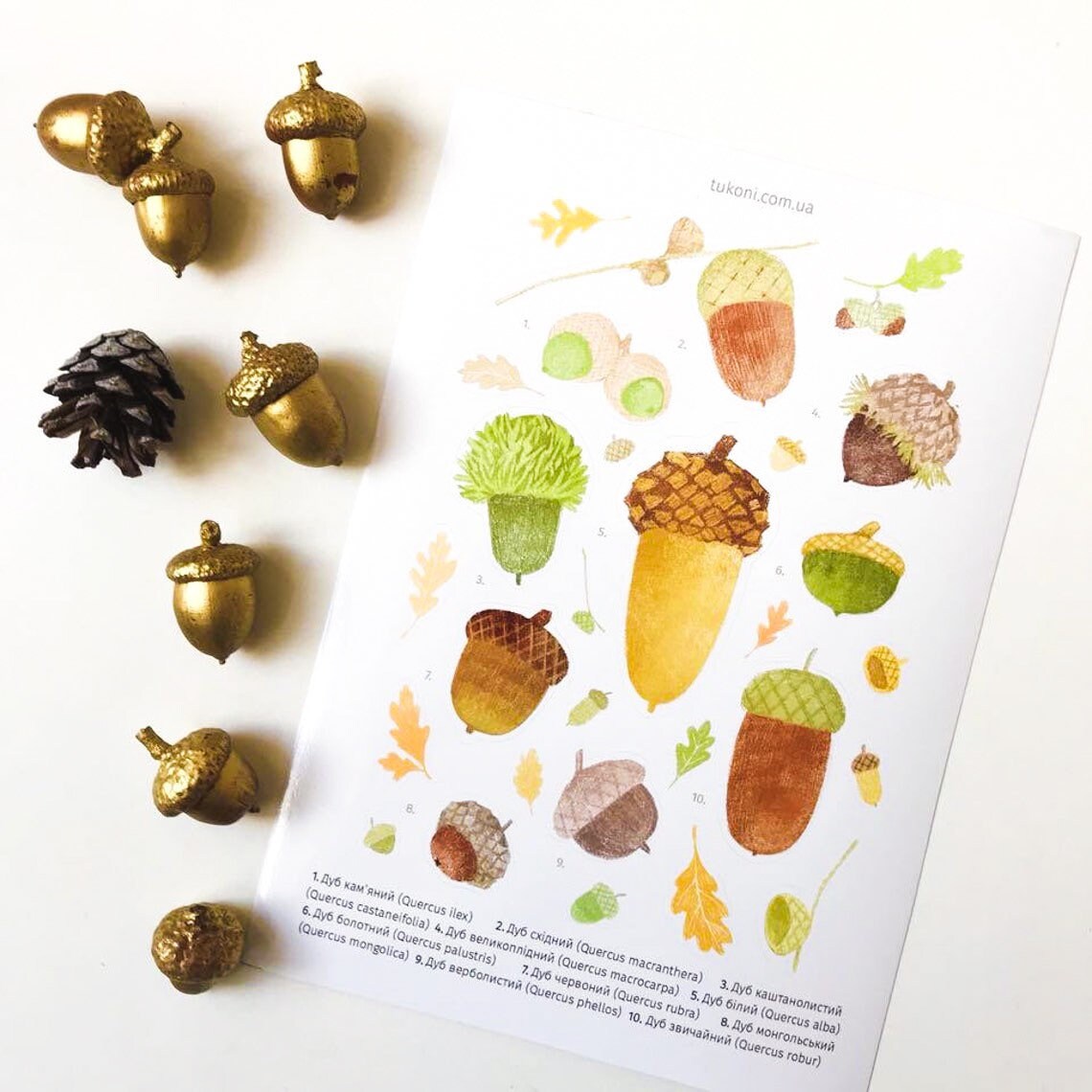 Acorn Stickers Nature Stickers Forest Stickers Planner | Etsy