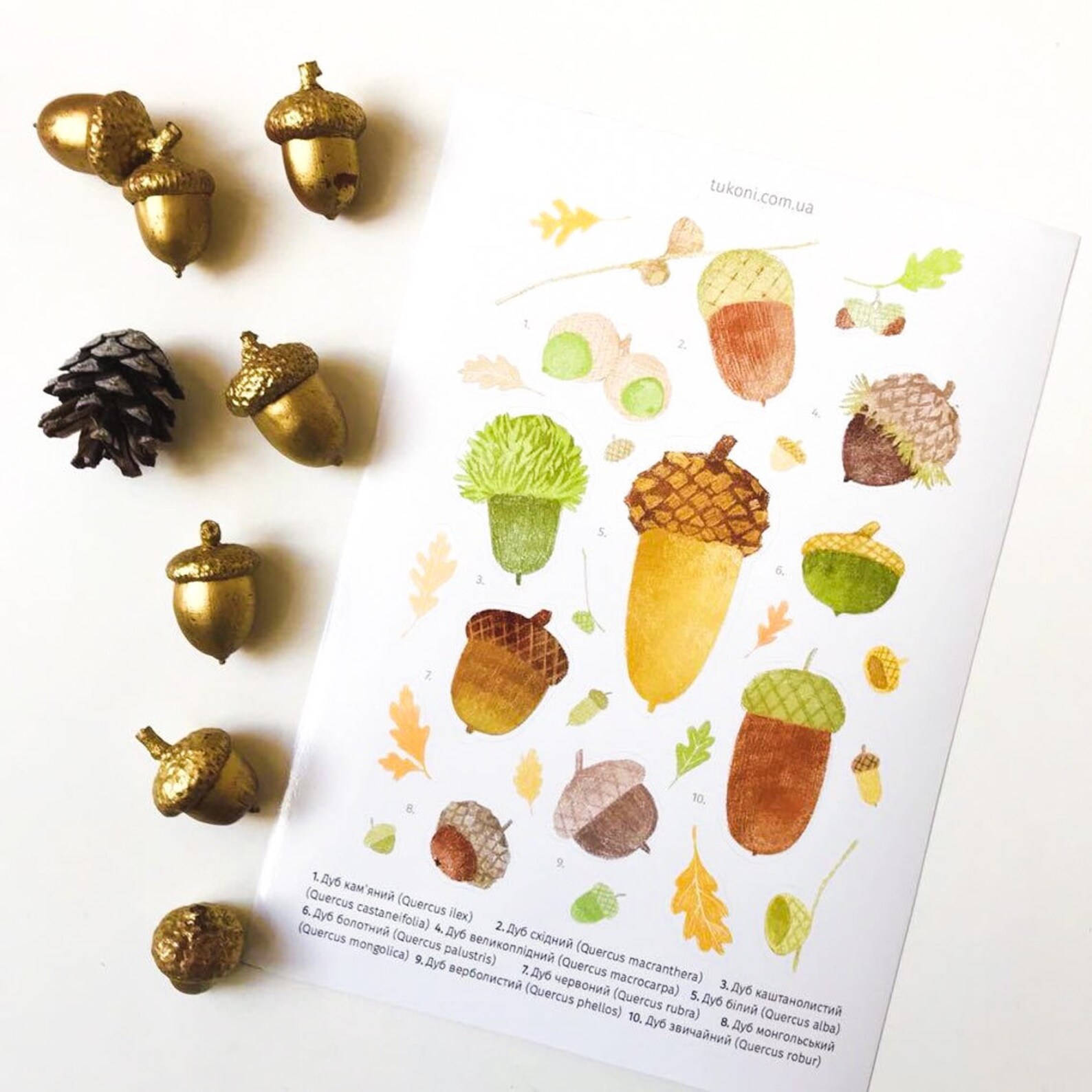 Acorn Stickers Nature Stickers Forest Stickers Planner Stickers Oak ...