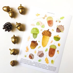 Acorn Stickers Nature Stickers Forest Stickers Planner Stickers Oak ...