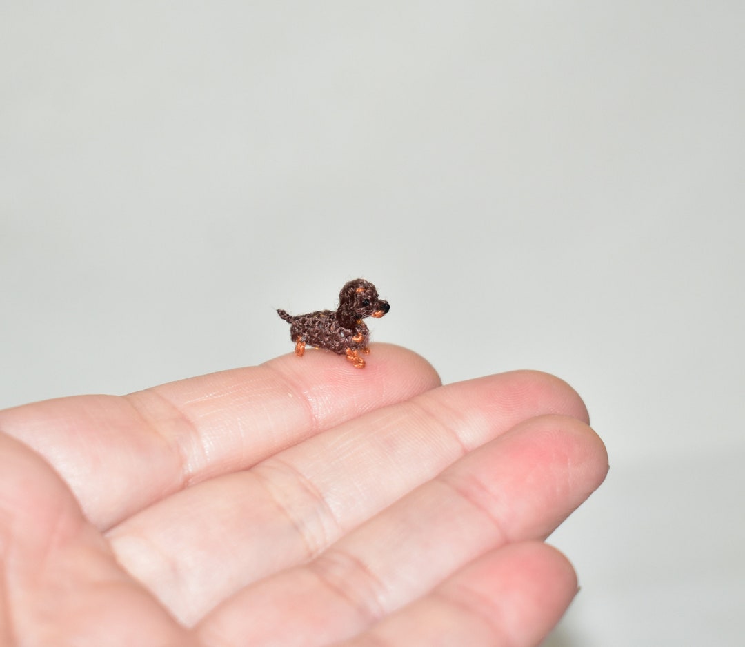 Extremely Micro Dachshund Miniature Dachshund Sausage Dog Black and ...