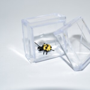 Miniature Ladybug Micro Ladybug Crochet Ladybug Miniature Ladybird ...