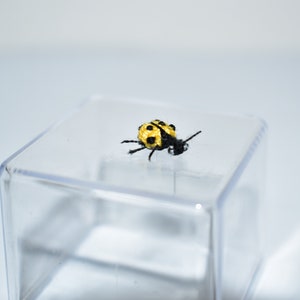 Miniature Ladybug Micro Ladybug Crochet Ladybug Miniature Ladybird ...