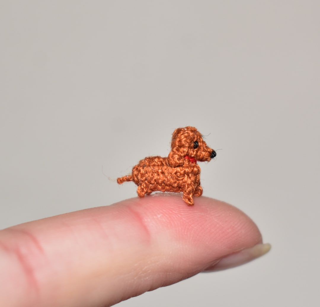 Extremely Micro Dachshund Miniature Doxie Sausage Dog Cute Puppy Tiny ...