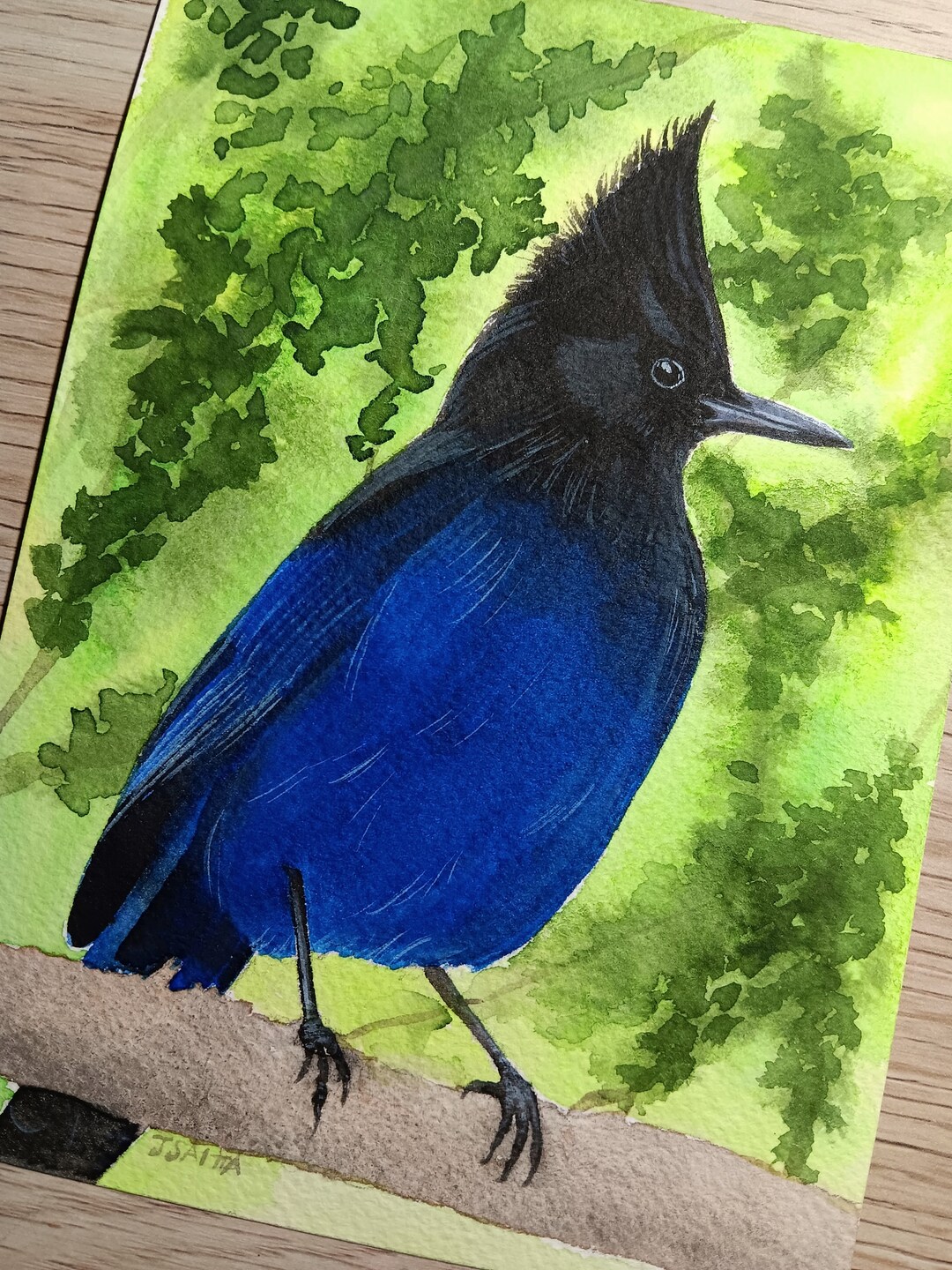 Original Blue Bird Painting, Steller's Jay Art, Spring Birds, Garden ...