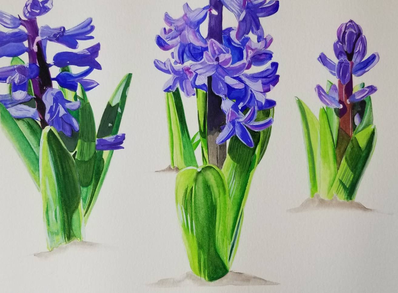 Hyacinth Painting