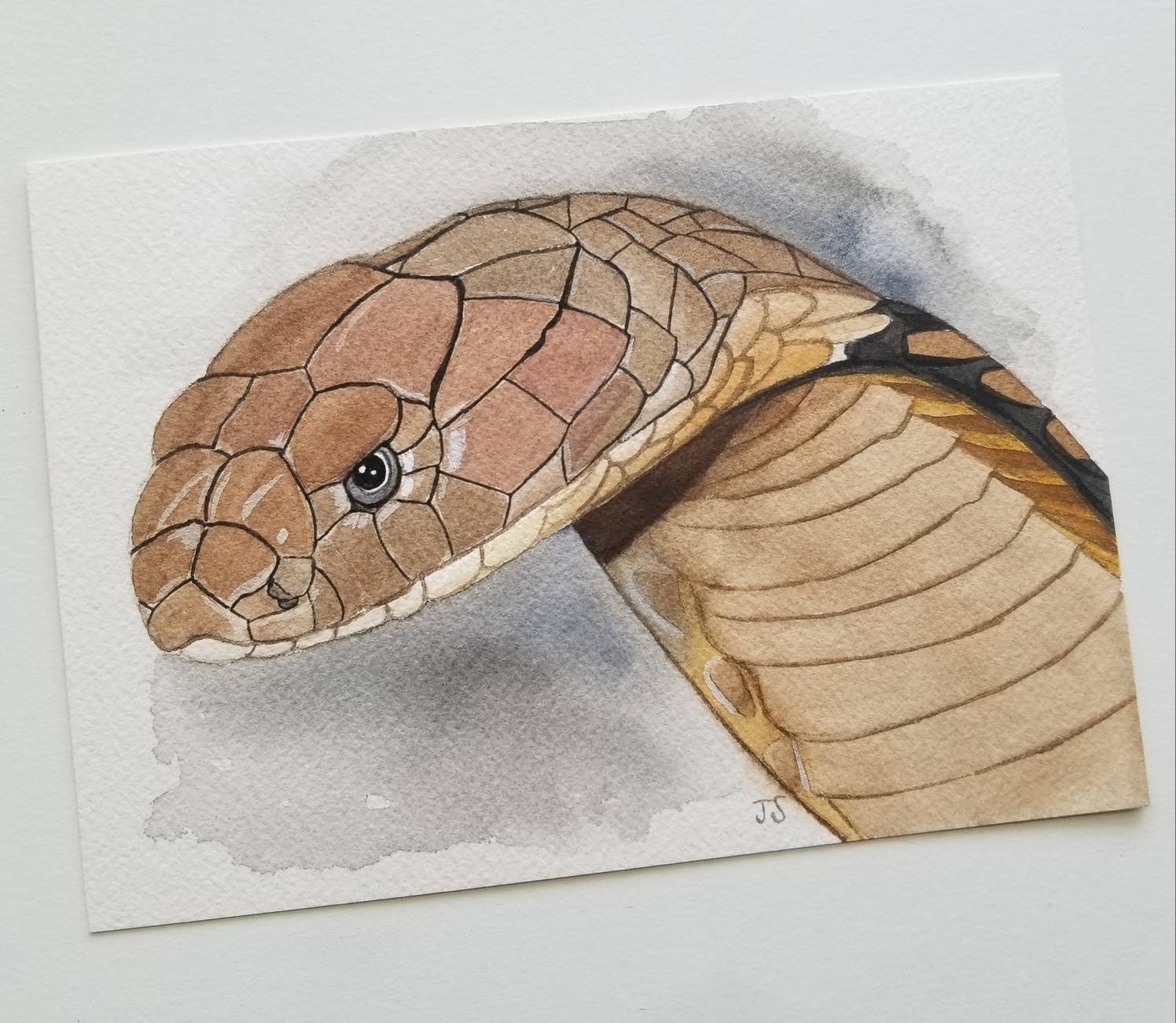 How To Draw A Realistic Cobra