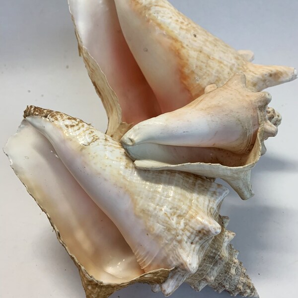 Nautical Decor - Etsy Canada