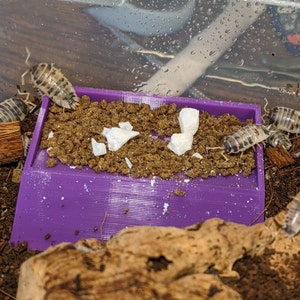 Rectangle Isopod Food Dish - Specialty Colors - Etsy