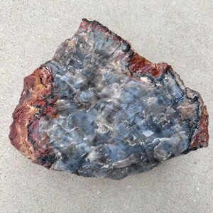 Rare 22lb Giant Raw Arizona Agatized Petrified Wood Fossil Centerpiece ...