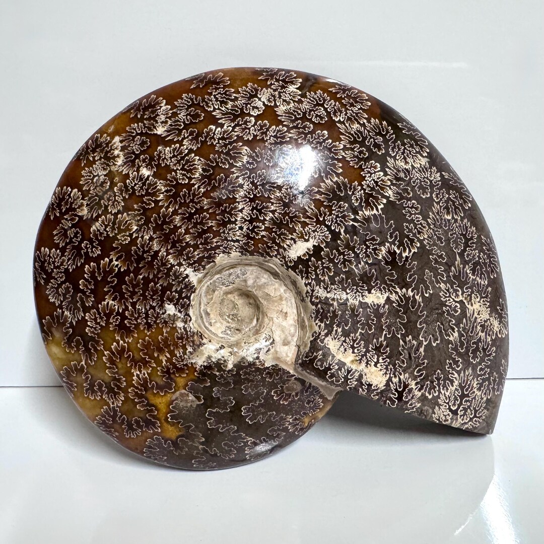 Rare 6.2 Large Ammonite Fossil With Hidden Calcite Chamber 1.75lb ...