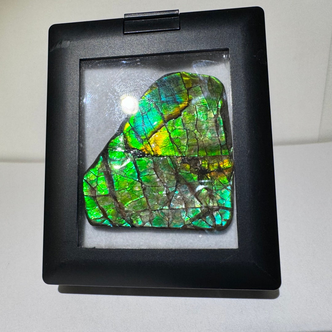 Rare 2.1” Large Gem Dragon Scale Ammolite Fossil Freeform Cabochon 87ct ...