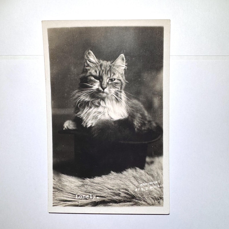 Antique Cat Postcard - Etsy