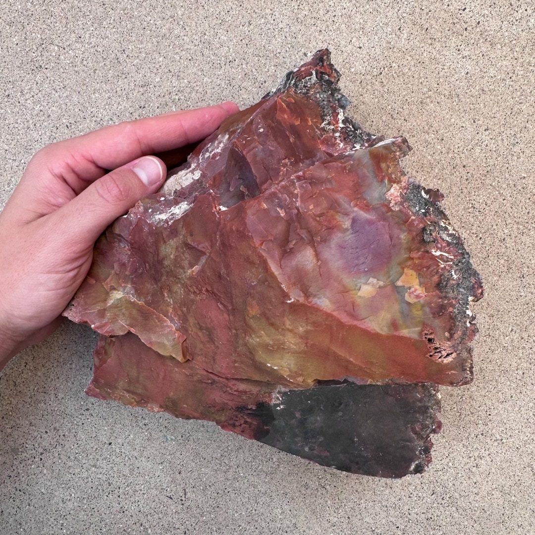 Rare 8” Large Raw Arizona Agatized Petrified Wood Fossil Centerpiece ...