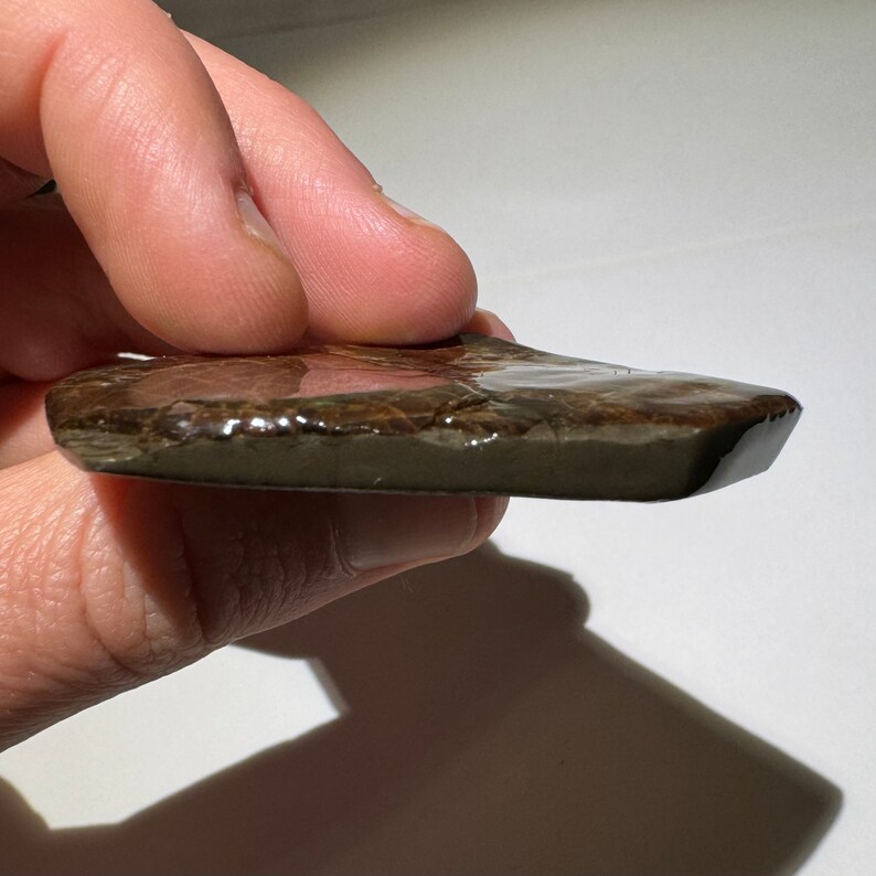 Rare 2.1” Large Gem Dragon Scale Ammolite Fossil Freeform Cabochon 87ct ...