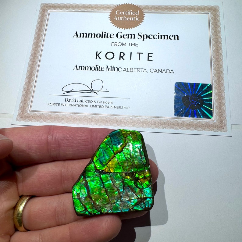 Rare 2.1” Large Gem Dragon Scale Ammolite Fossil Freeform Cabochon 87ct ...