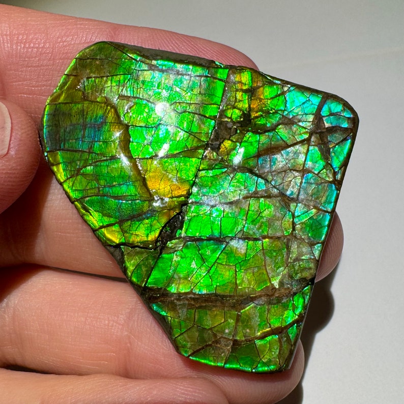Rare 2.1” Large Gem Dragon Scale Ammolite Fossil Freeform Cabochon 87ct ...