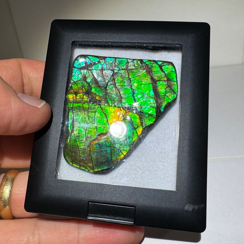 Rare 2.1” Large Gem Dragon Scale Ammolite Fossil Freeform Cabochon 87ct ...