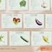 Vegetable Plant Cards With Planting Information - 5x7" Download - Sun ...