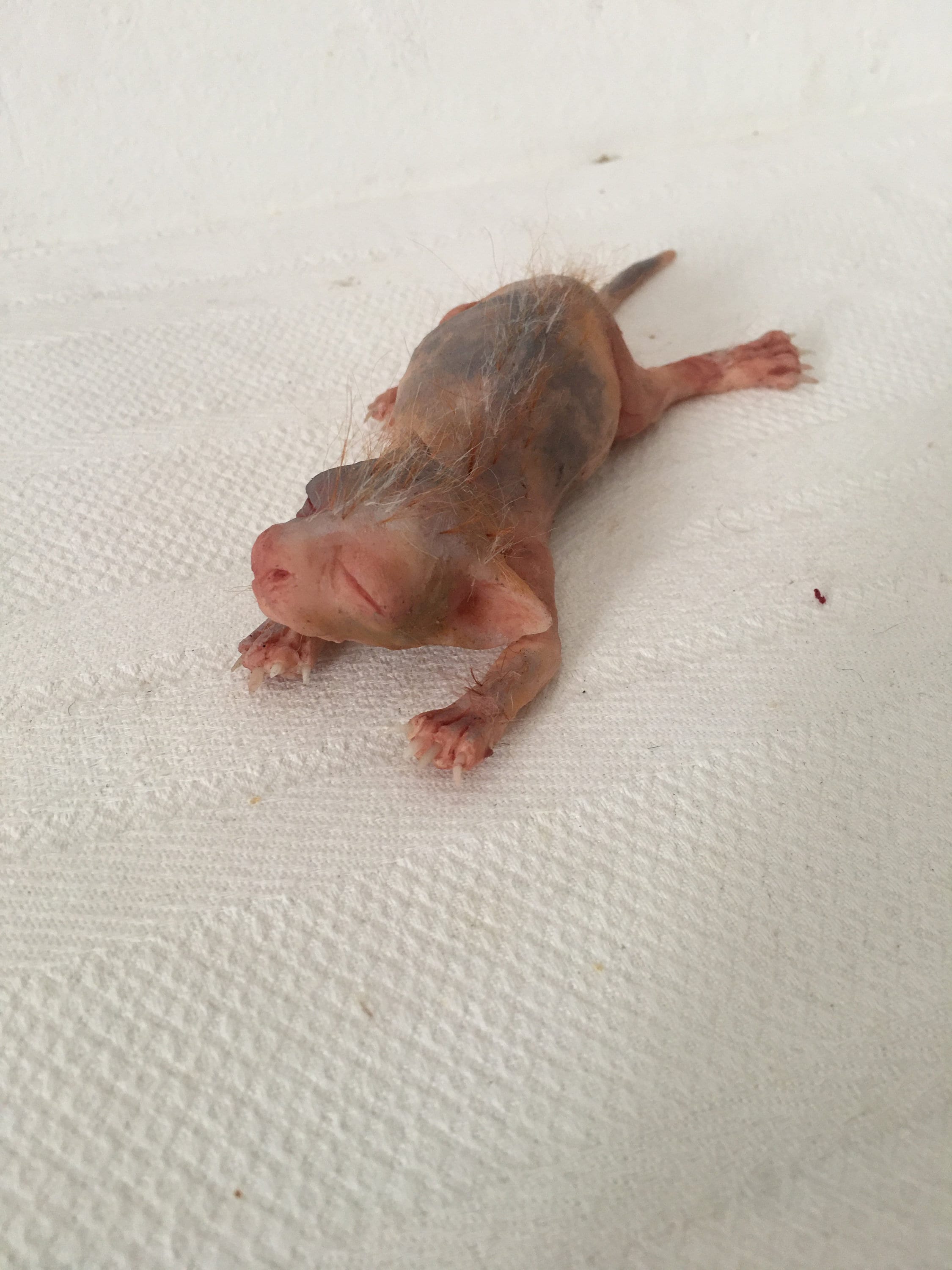 Baby Sphynx Little - Etsy
