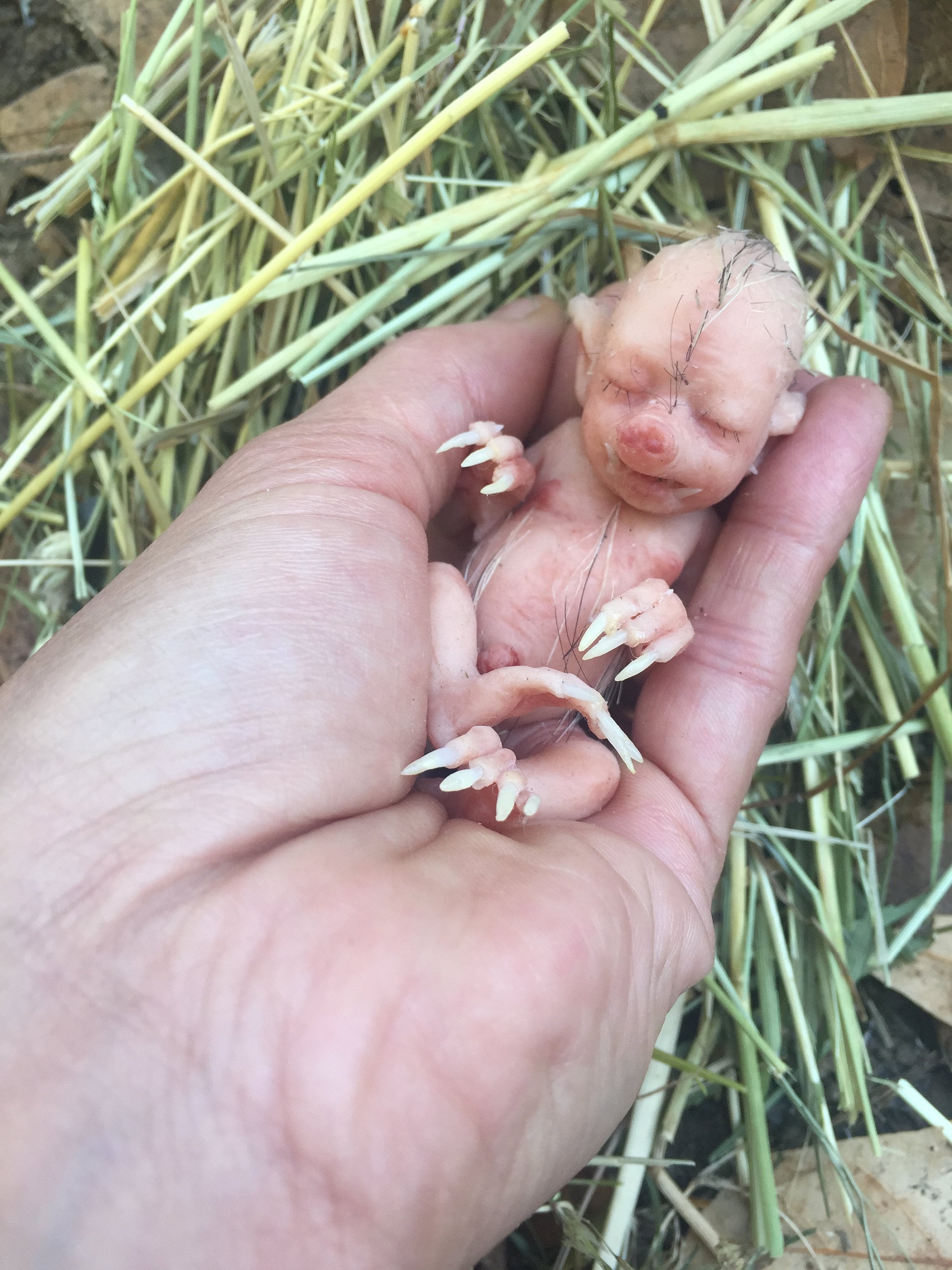 Human Baby Pig