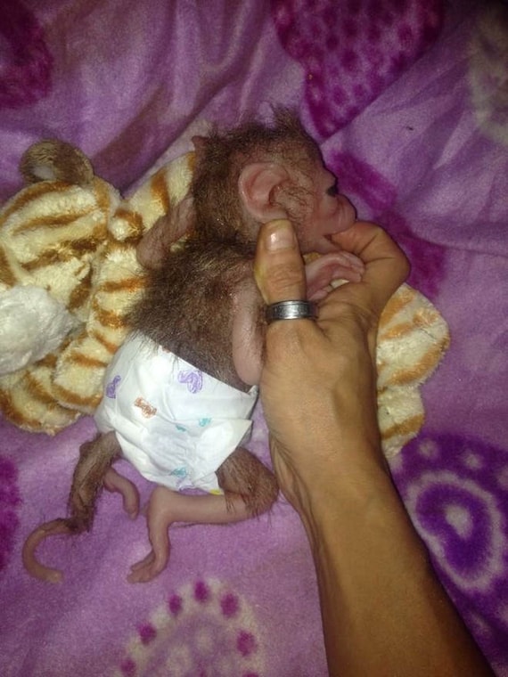 Mini Monkey Capuchin. Silicone | Etsy