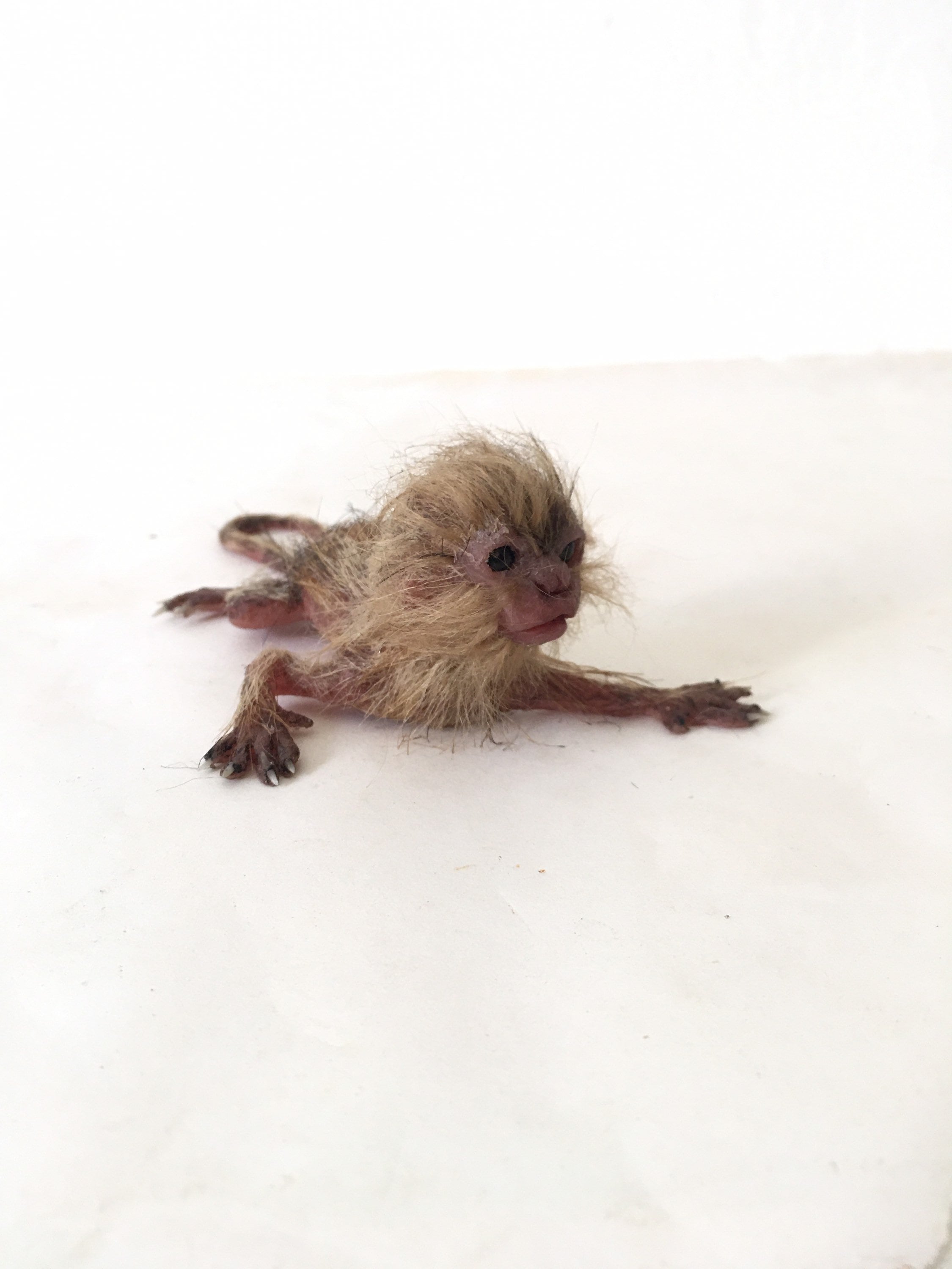 Newborn Finger Monkey