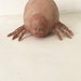 Baby Zecca Miniature Hand-sculpted in Acetic Silicone | Realistic and ...