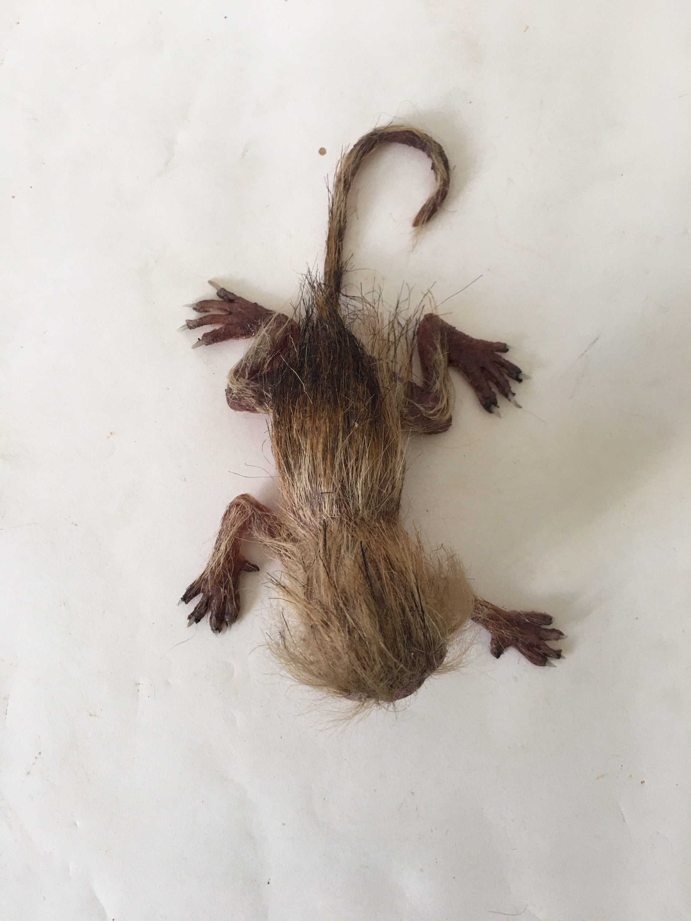 Handcrafted Baby Marmoset Monkey Silicone Sculpture | Realistic Hyper ...