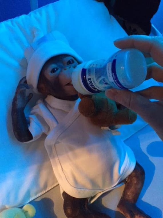 Baby Monkey Drawing With Bottle
