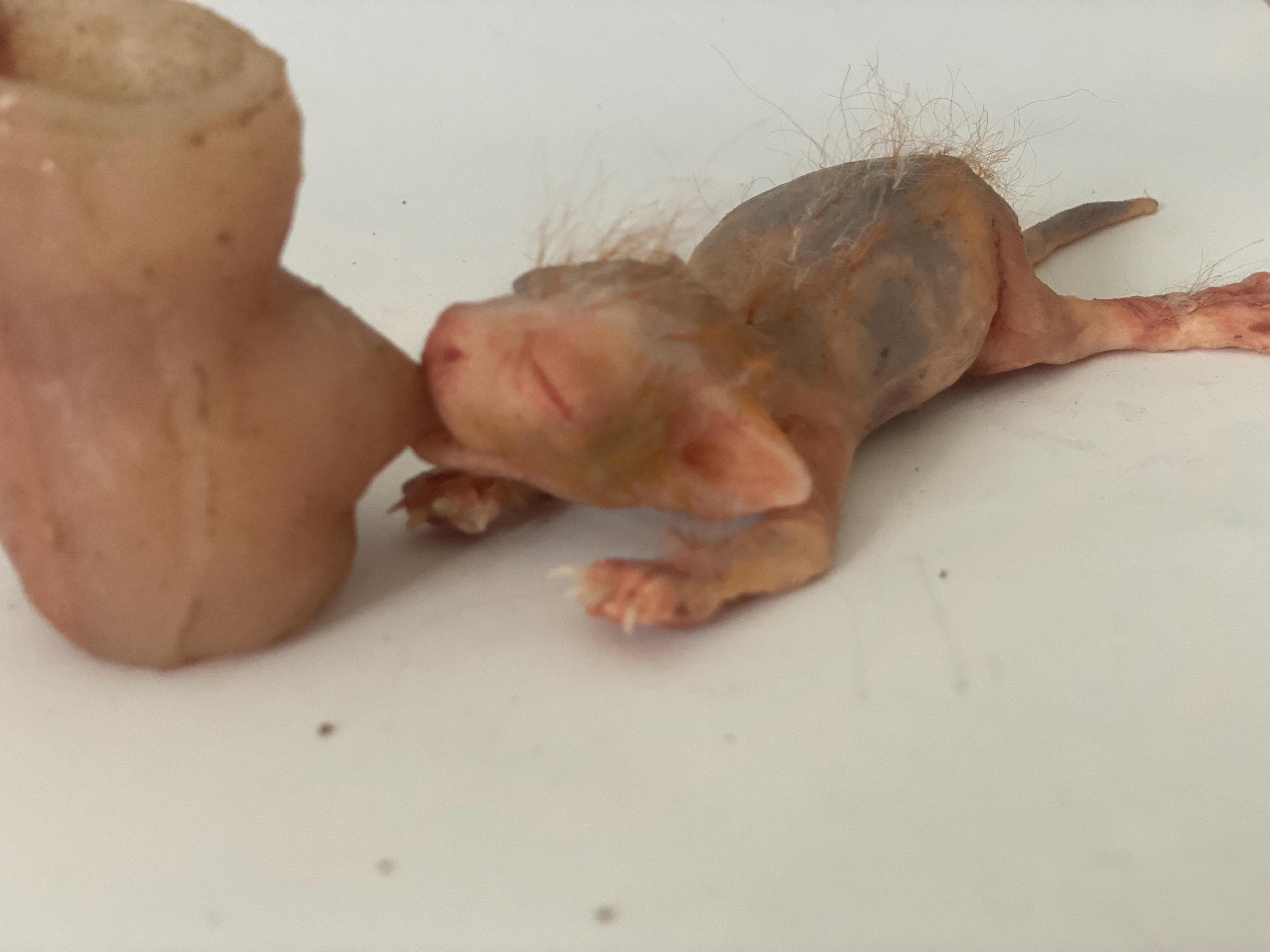 Baby Sphynx Little - Etsy
