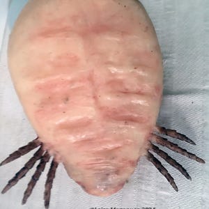 Baby Zecca Miniature Hand-sculpted in Acetic Silicone | Realistic and ...