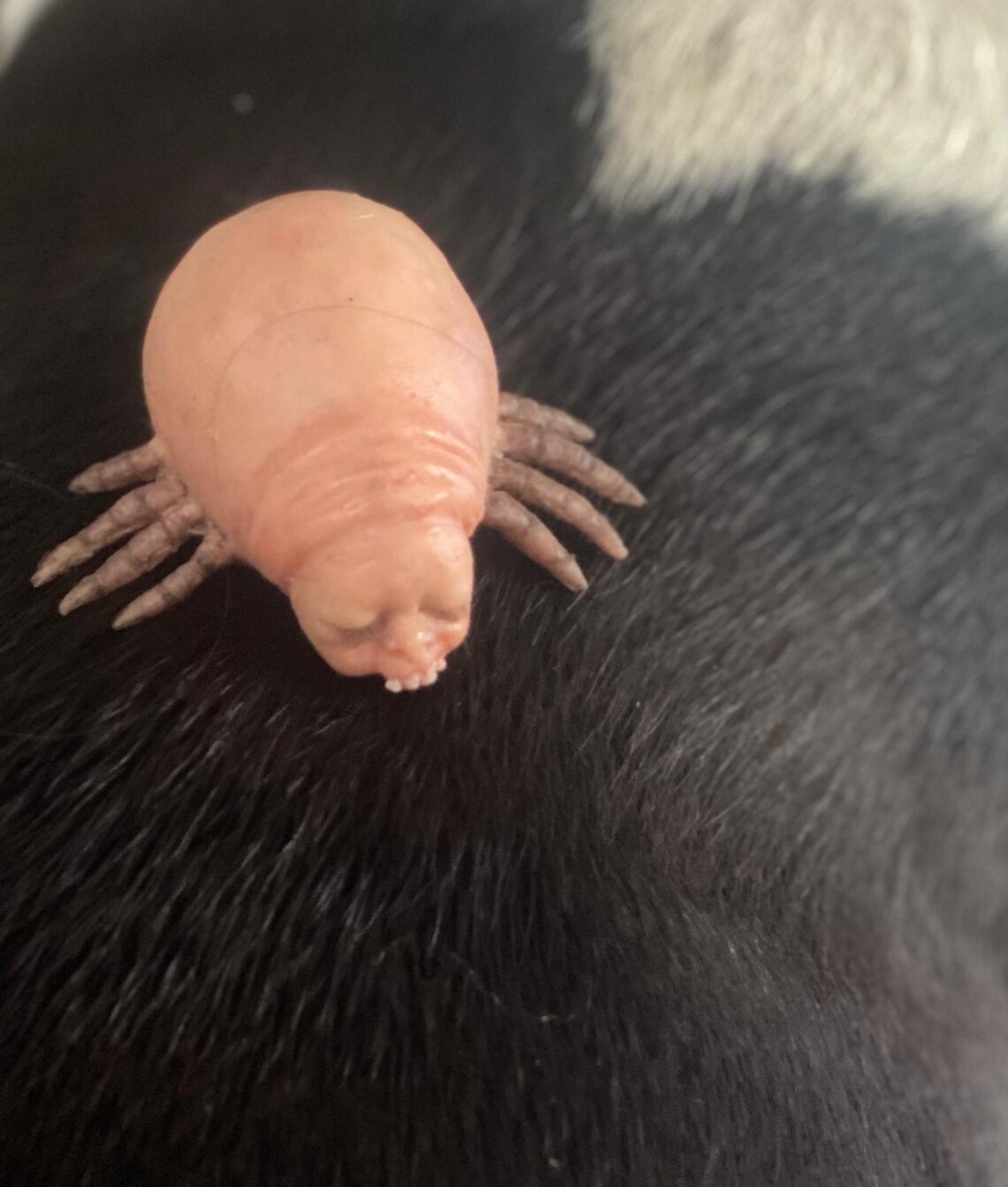 Micro Baby Zecca Hand Sculpted in Acetic Silicone | Realistic and ...