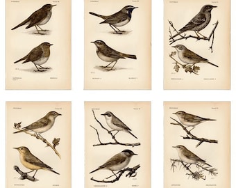 Vintage bird prints | Etsy