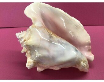 Queen Conch Shell - Etsy