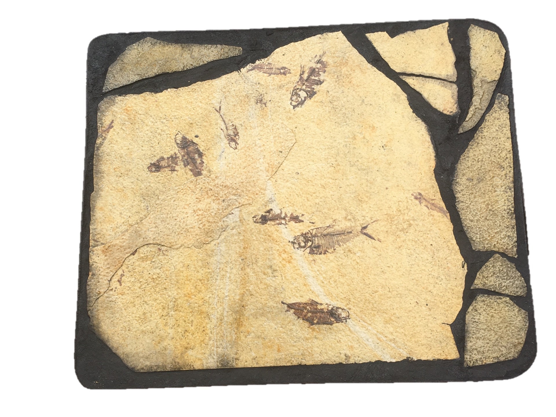 Fossil Fish Garden: A 14 1/2 x 17 1/2 x 24 tall natural stone topped ...