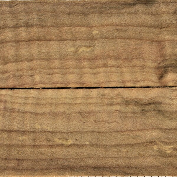 Fiddleback Maple - Etsy