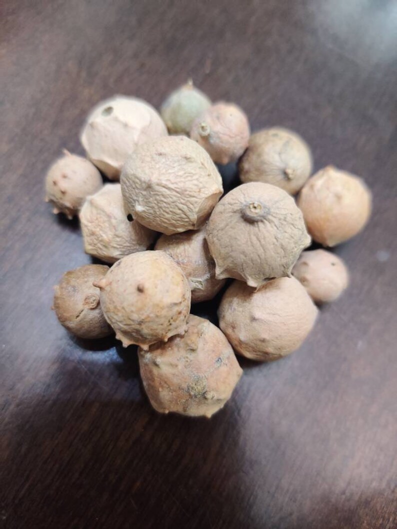 Whole Oak Gallnut 100 Gram | Etsy