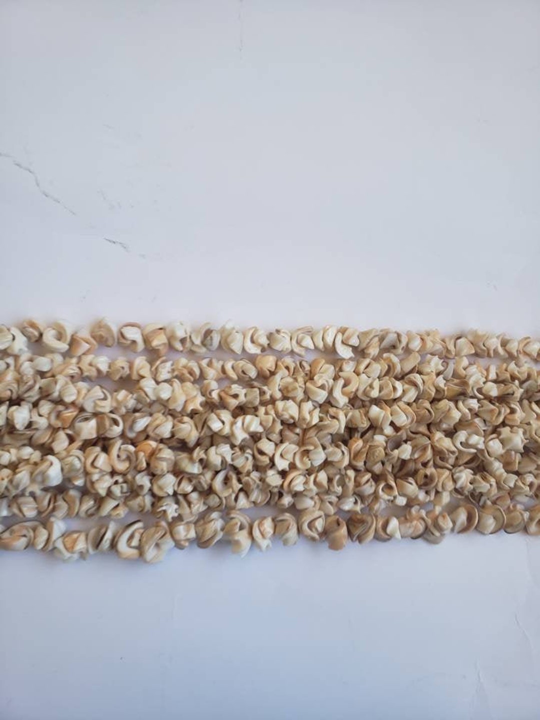 Voluta Shell Nugget (16 Inches) - Etsy