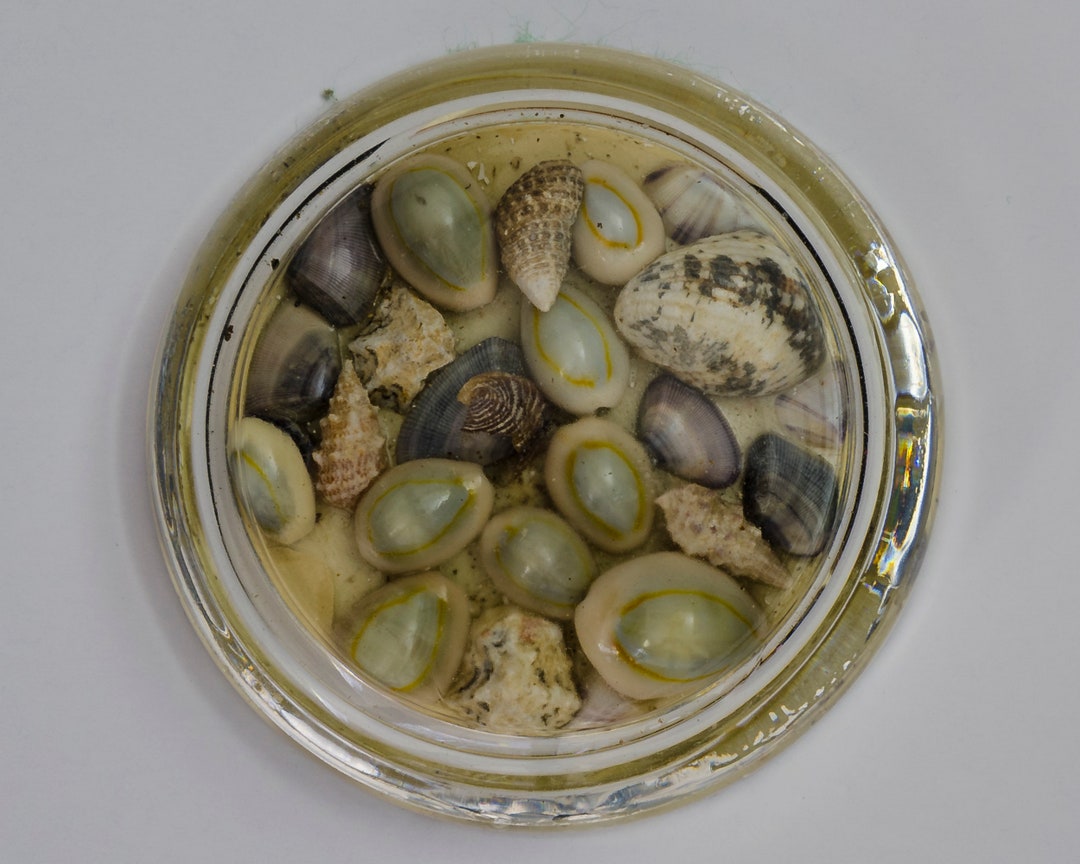 Vintage Seashell 3.75" Paperweight - Etsy